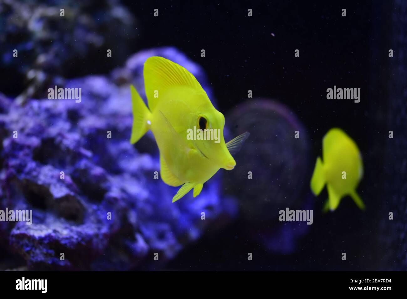 The yellow tang (Zebrasoma flavescens), salt water yellow aquarium fish ...