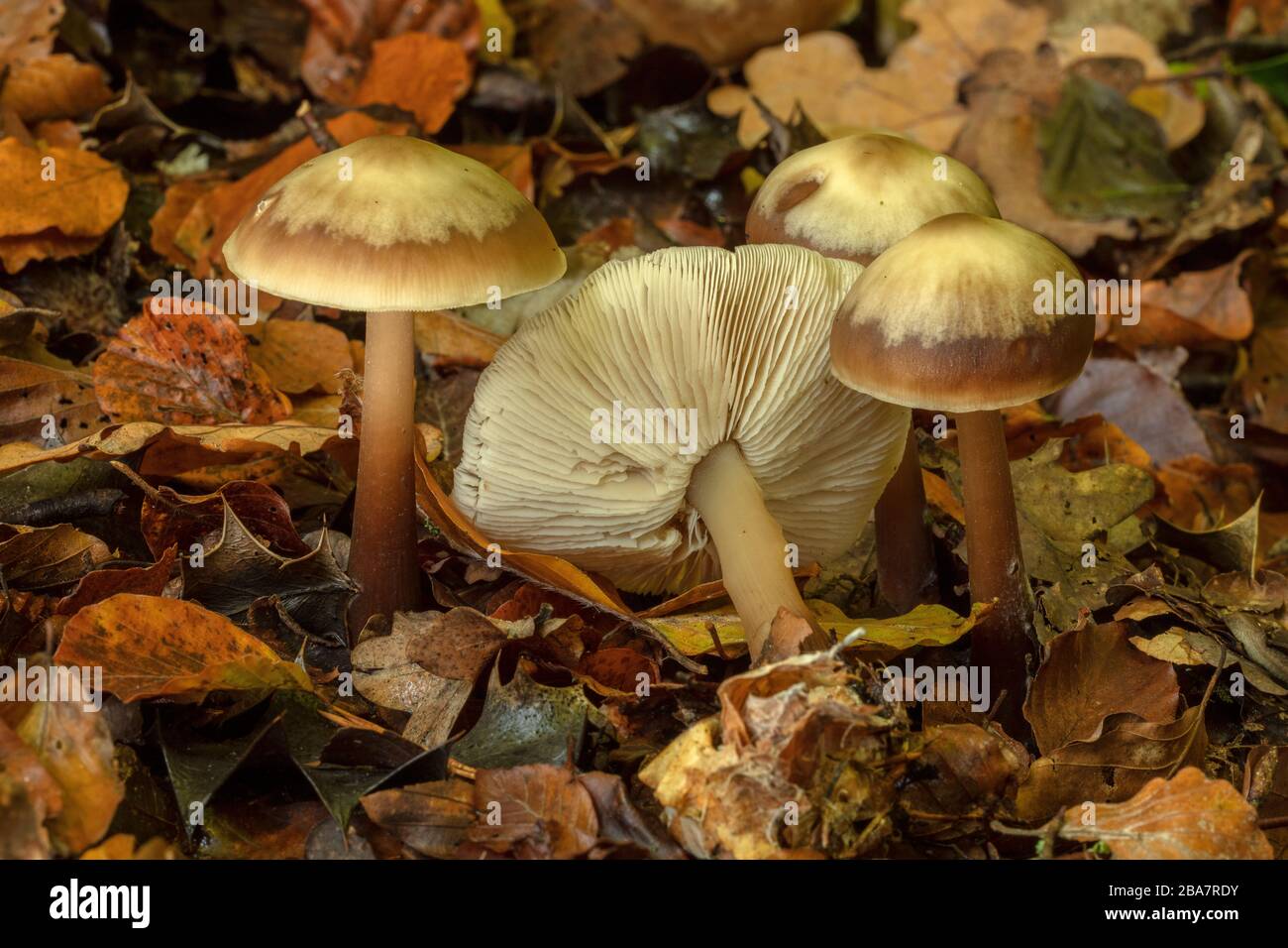 Group of Butter Cap fungi, Rhodocollybia butyracea, in beech woodland ...
