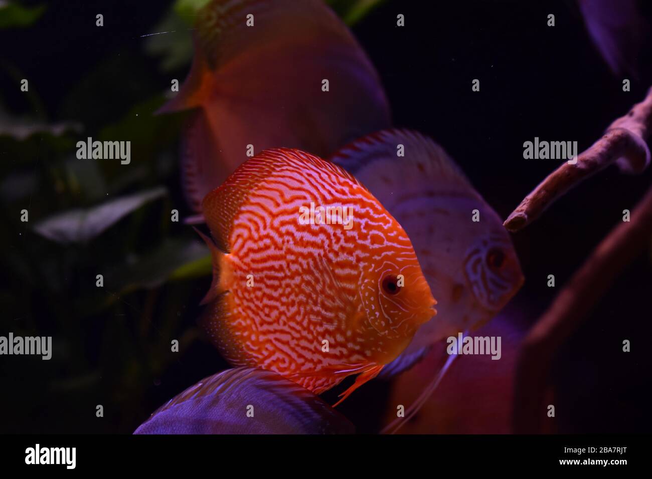 group of discus fish in aquarium, multi-colored tropical fish ...