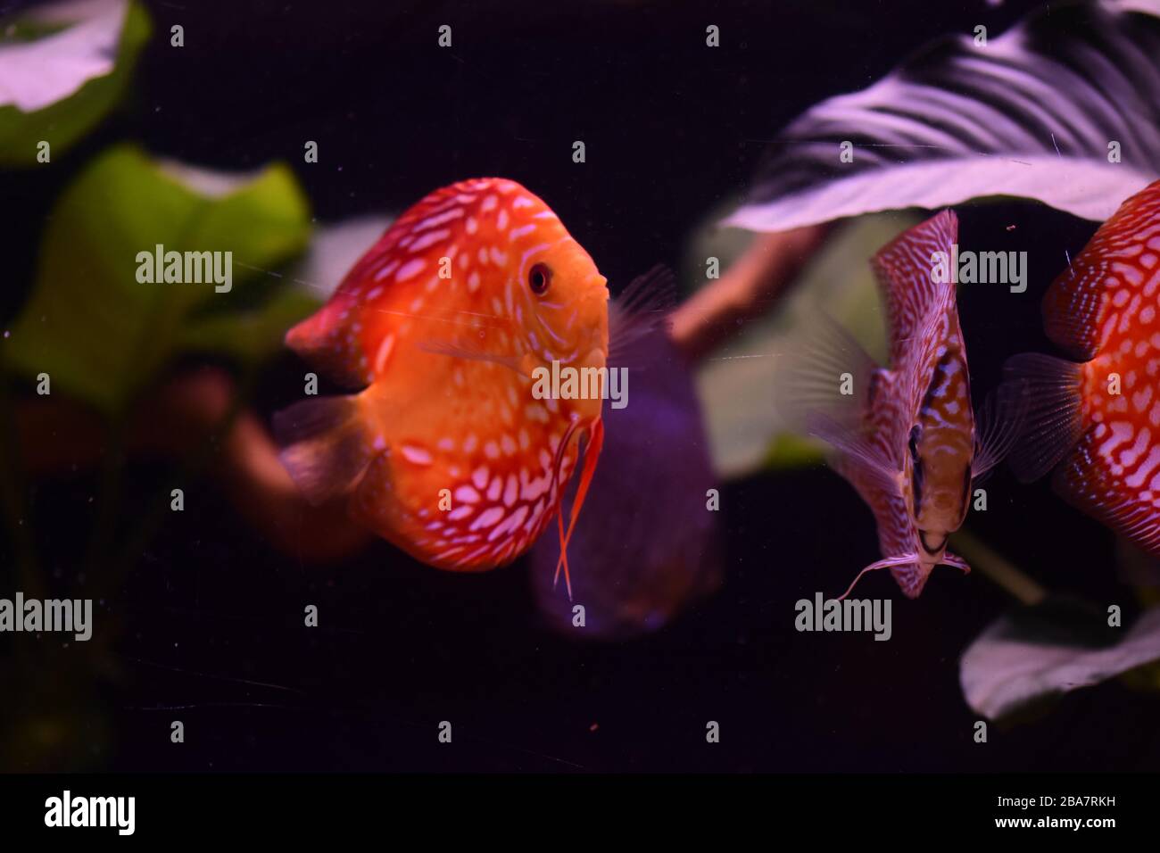 group of discus fish in aquarium, multi-colored tropical fish ...