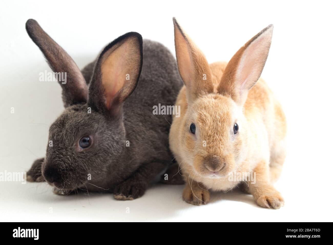 Two Cute red brown and gray rex rabbits isolated on white background ...
