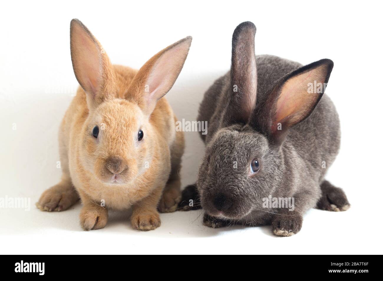 Two Cute red brown and gray rex rabbits isolated on white background ...
