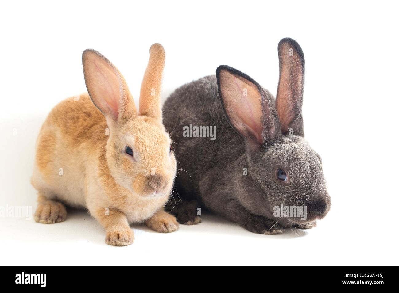 Two Cute red brown and gray rex rabbits isolated on white background ...