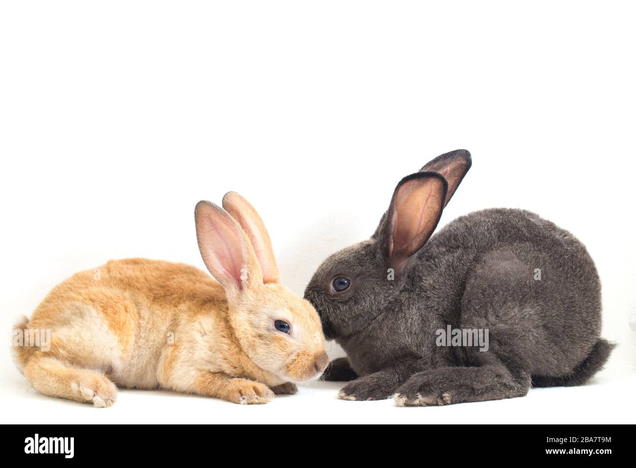 Two Cute red brown and gray rex rabbits isolated on white background ...