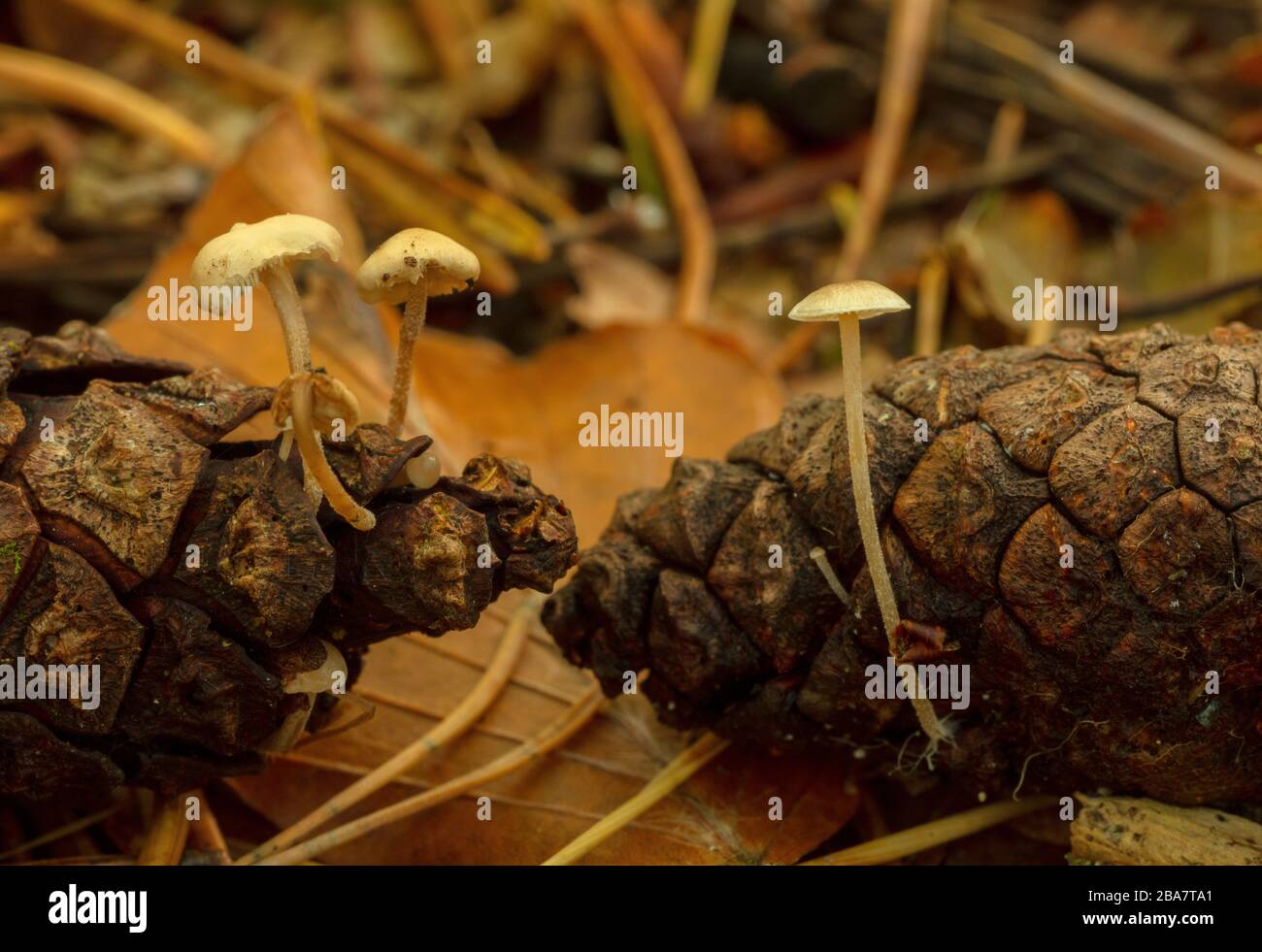 Pinecone fungi hi-res stock photography and images - Alamy