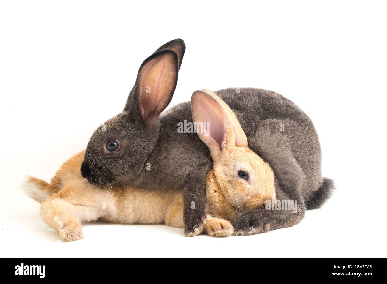 Two Cute red brown and gray rex rabbits isolated on white background ...