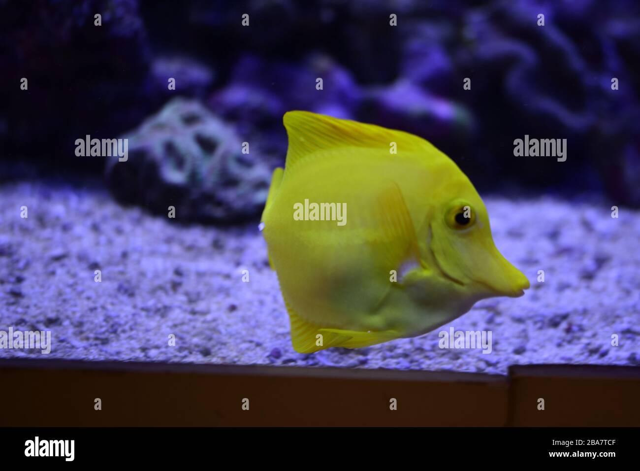 The yellow tang (Zebrasoma flavescens), salt water yellow aquarium fish ...