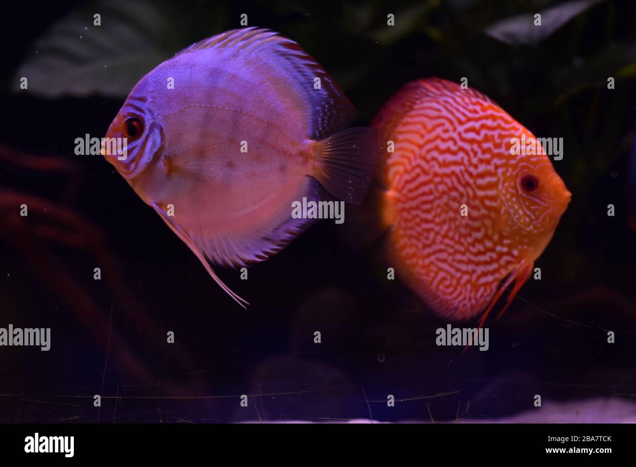 group of discus fish in aquarium, multi-colored tropical fish ...