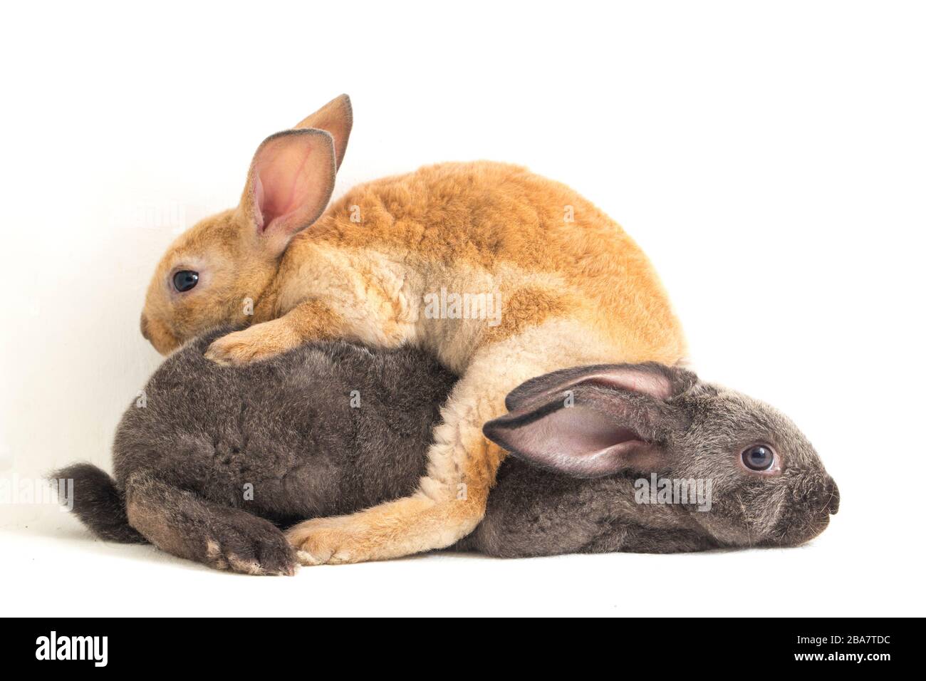 Two Cute red brown and gray rex rabbits isolated on white background ...