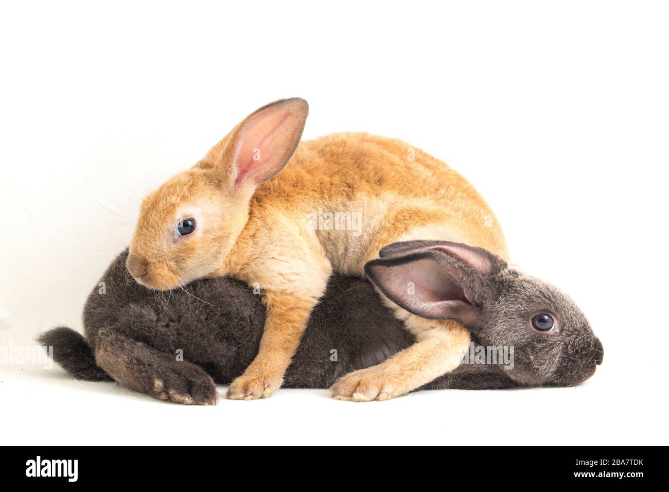 Two Cute red brown and gray rex rabbits isolated on white background ...