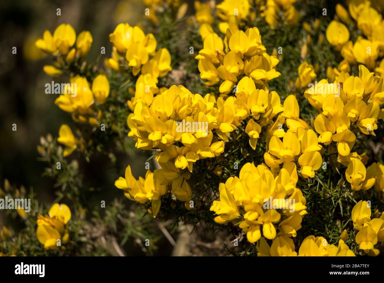 Common Gorse (Ulex europaeus) bursting into flower in springtime Stock ...