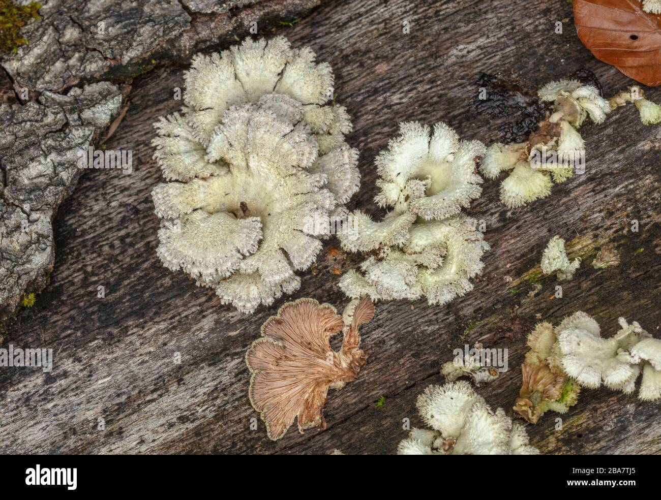 Split Gill, Schizophyllum commune, fungus growing on beech bark, New ...