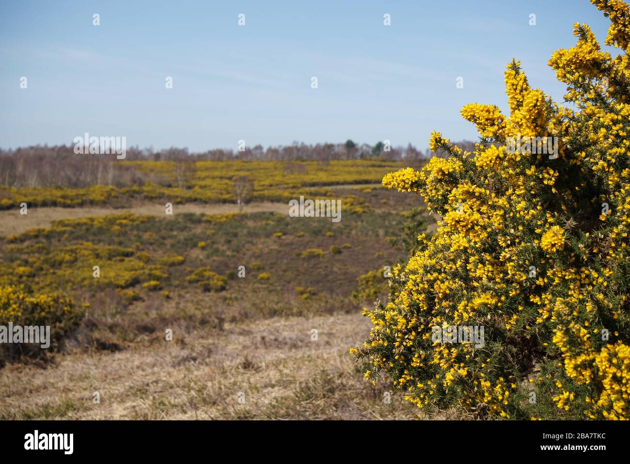 Ashdown forest gorse heathland hi-res stock photography and images - Alamy