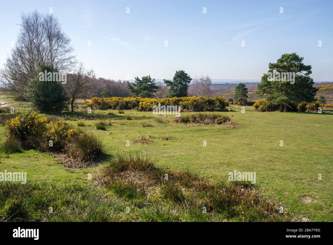 Ashdown forest gorse heathland hi-res stock photography and images - Alamy