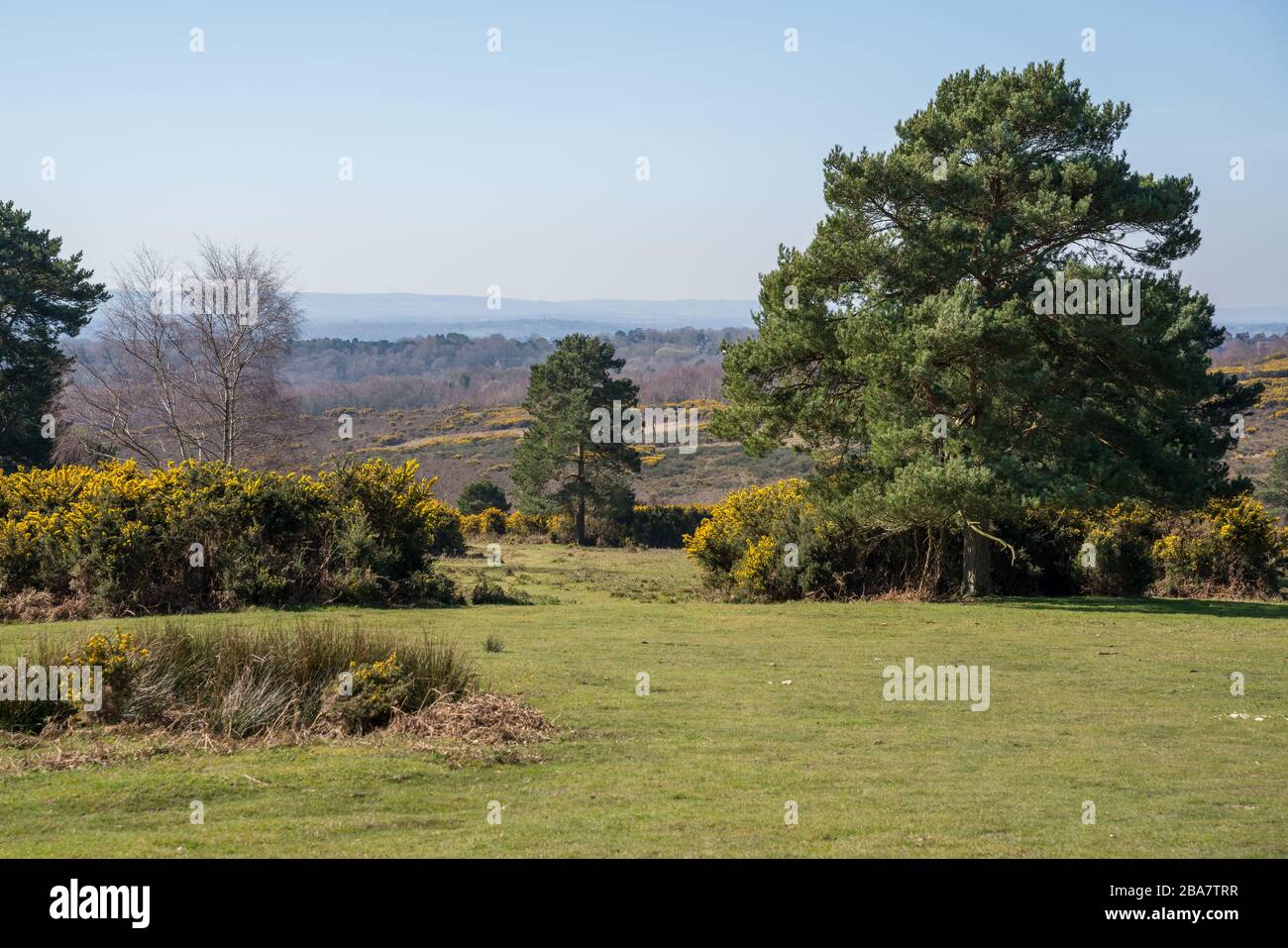 Ashdown forest gorse heathland hi-res stock photography and images - Alamy