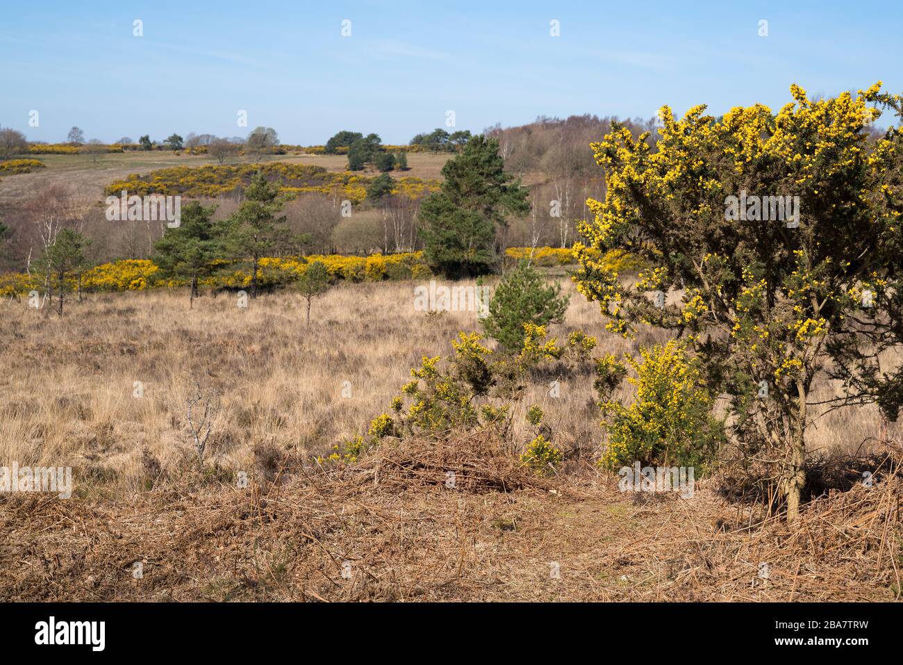 Ashdown forest gorse heathland hi-res stock photography and images - Alamy