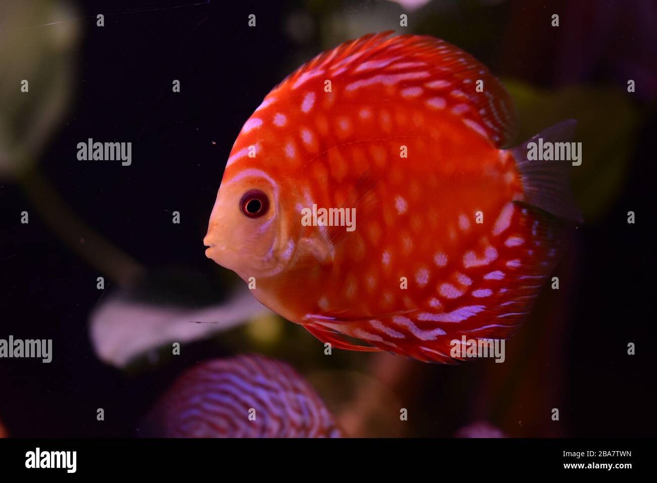 group of discus fish in aquarium, multi-colored tropical fish ...