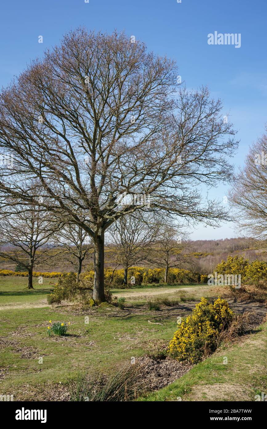 Ashdown forest gorse heathland hi-res stock photography and images - Alamy