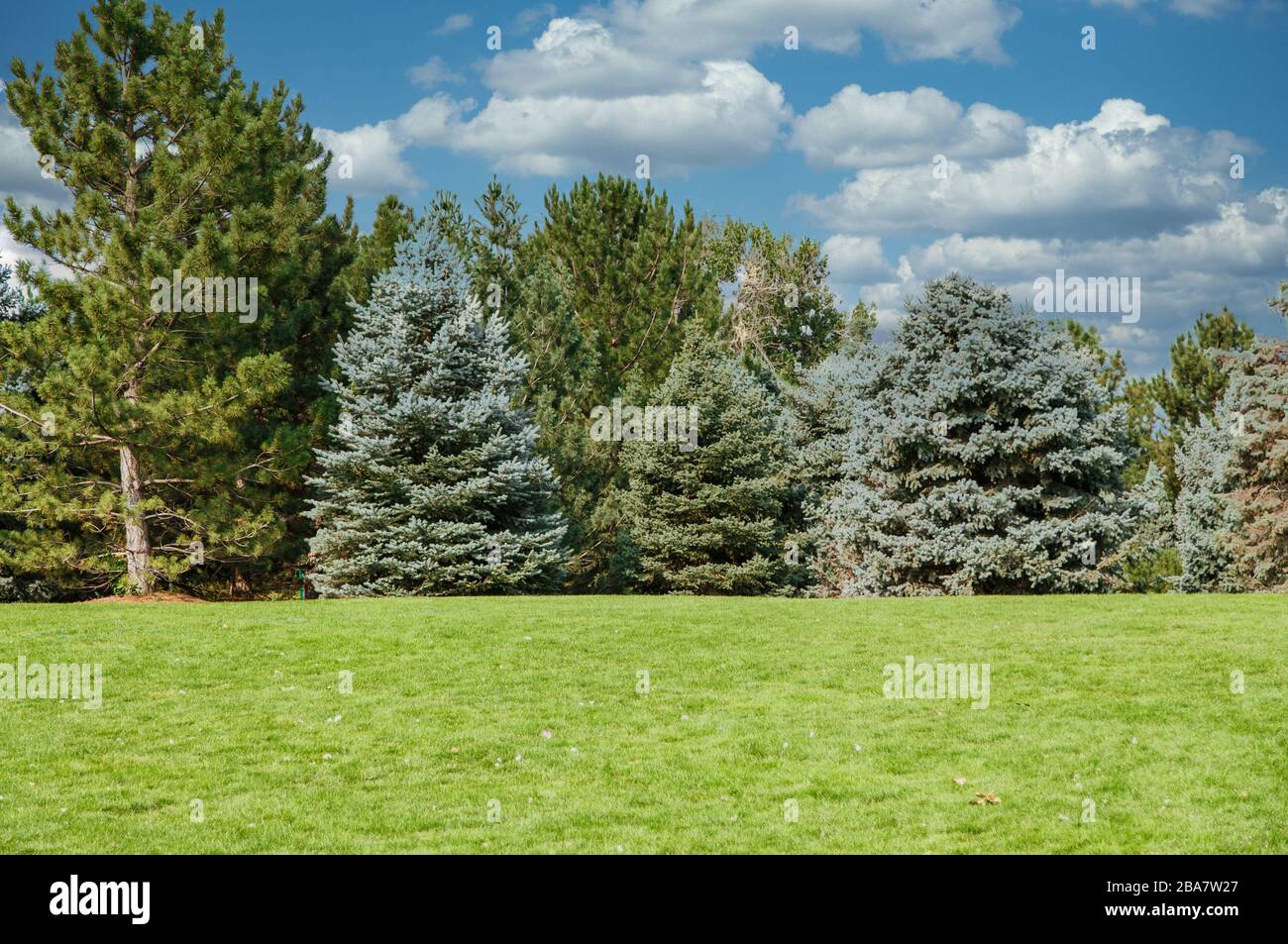 Fir forest on hill hi-res stock photography and images - Alamy