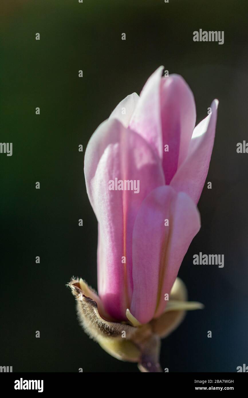 A wonderful isolated single magnolia flower in early springtime in ...