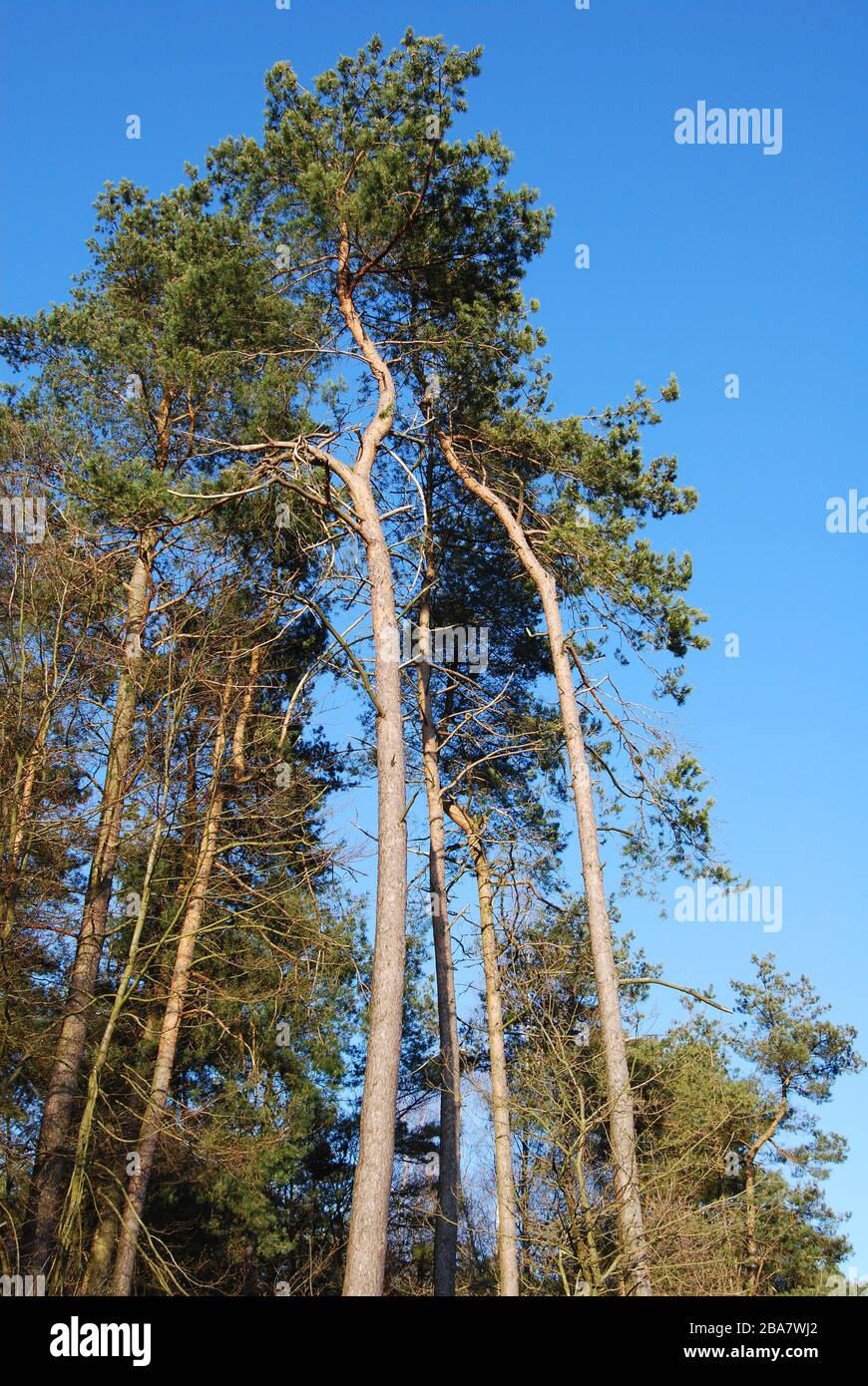 Pine and spruce trees with a blue sky on a sunny day. Long and tall ...