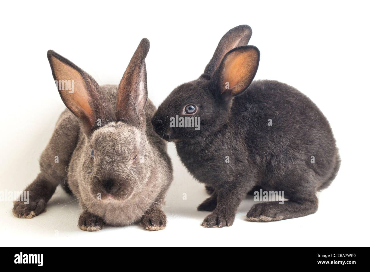 Two Cute Black and gray rex rabbits isolated on white background Stock ...