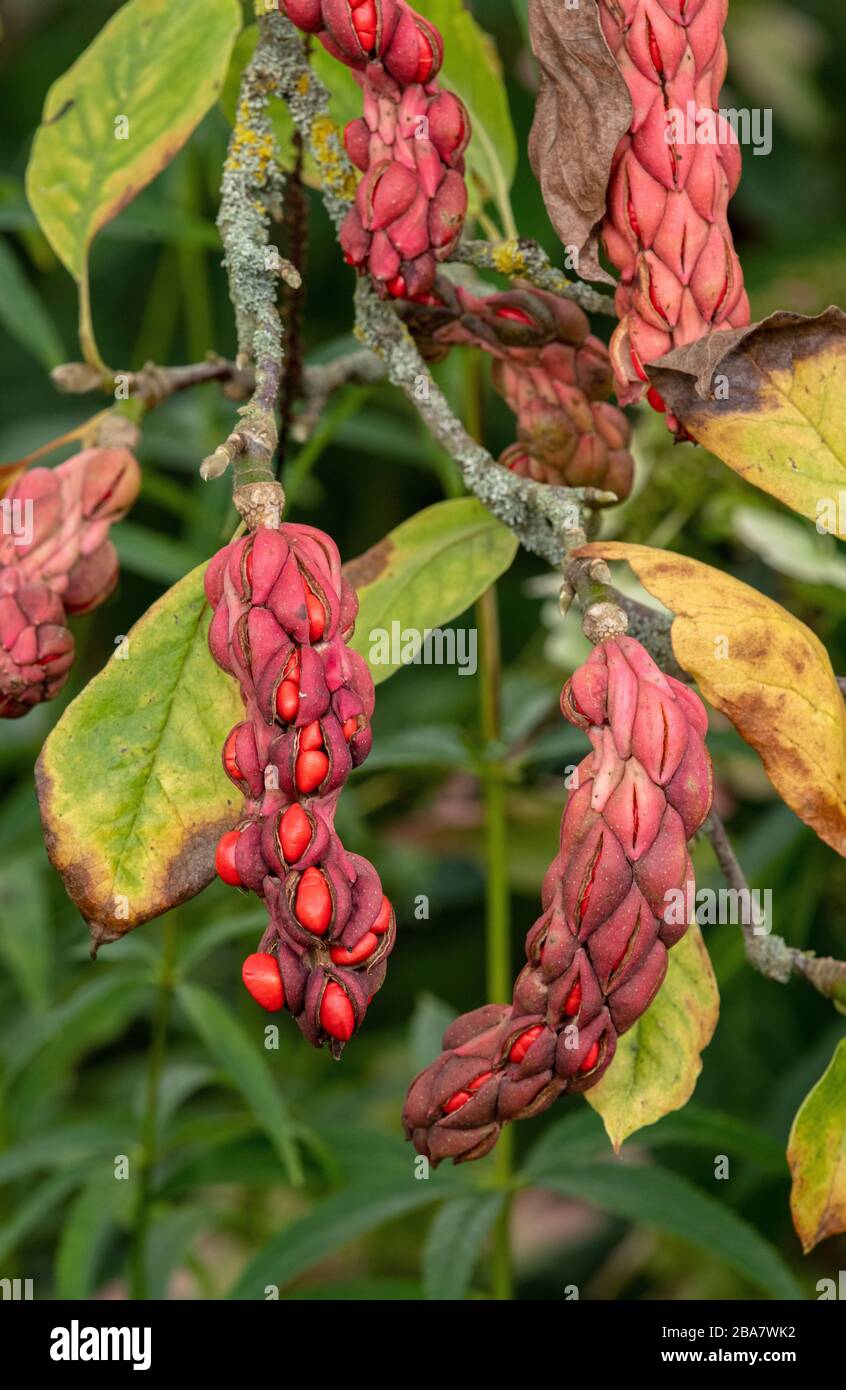 Saucer Magnolia Fruit