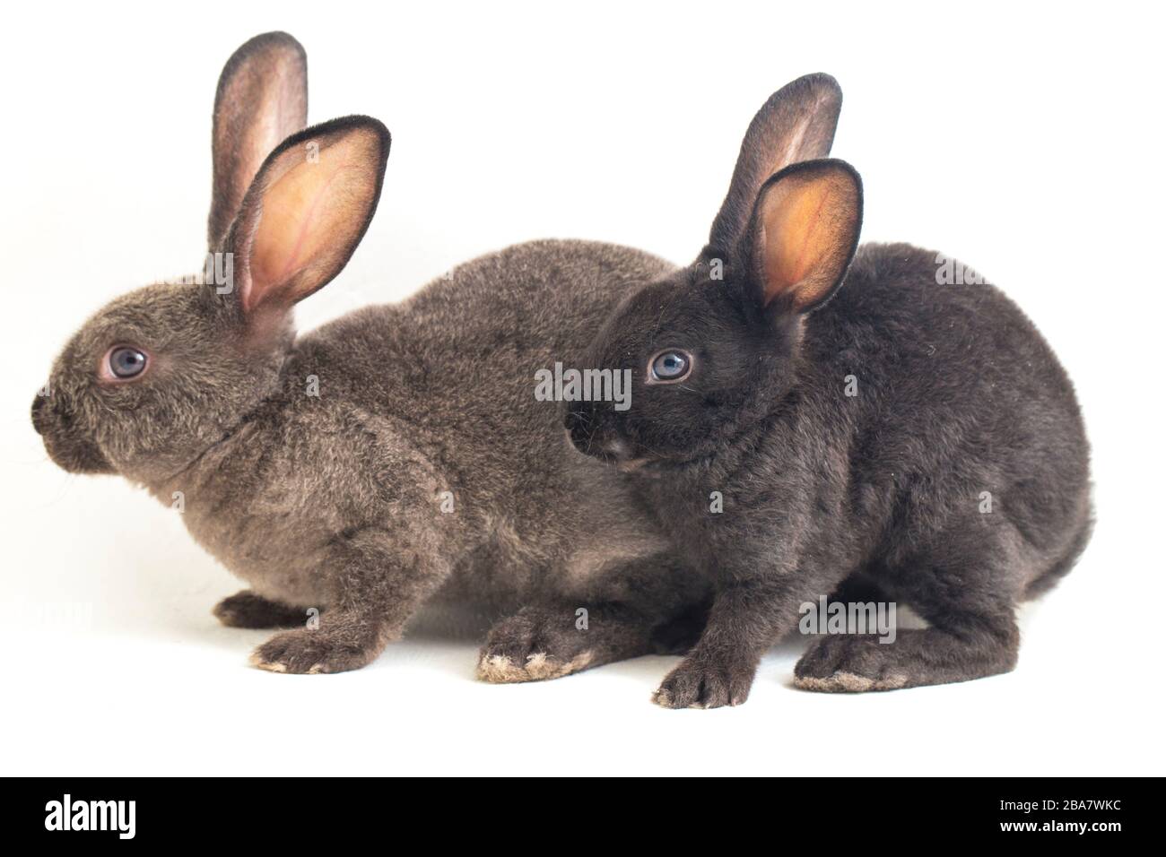 Rabbit grass eating Cut Out Stock Images & Pictures - Alamy