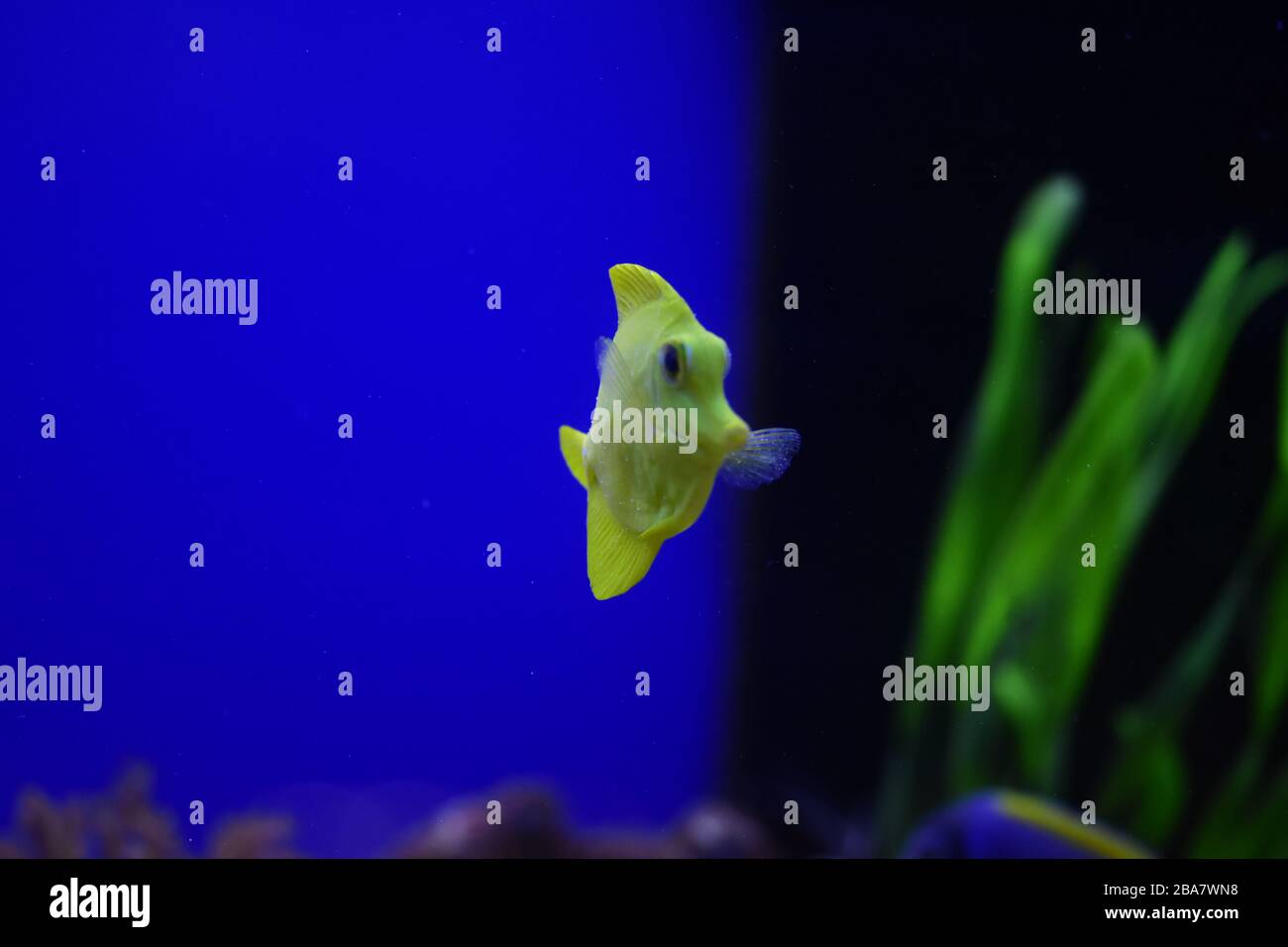 The yellow tang (Zebrasoma flavescens), salt water yellow aquarium fish ...