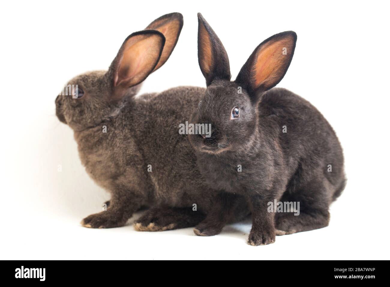 Two Cute Black and gray rex rabbits isolated on white background Stock ...