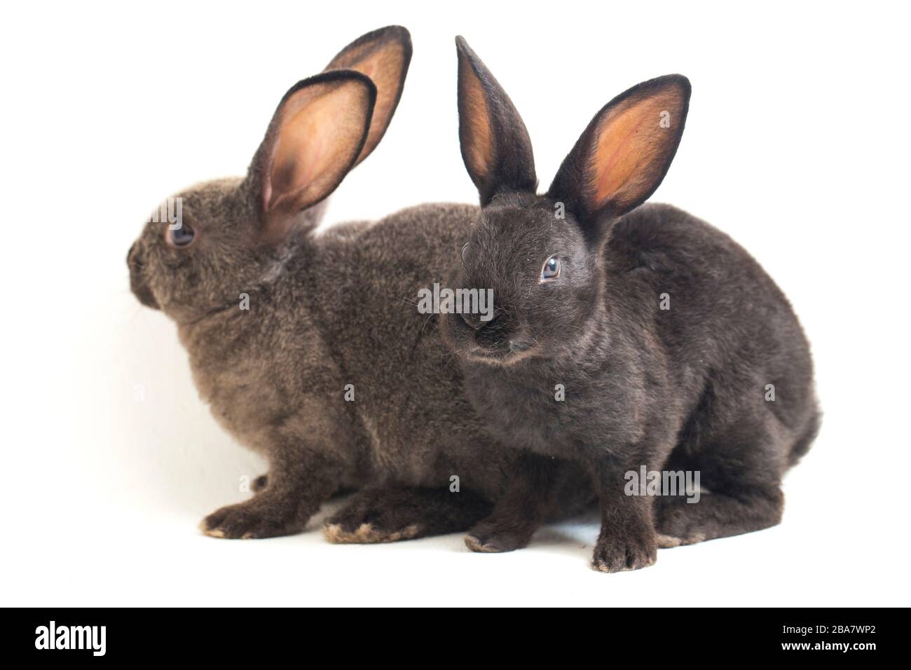 Two Cute Black and gray rex rabbits isolated on white background Stock ...