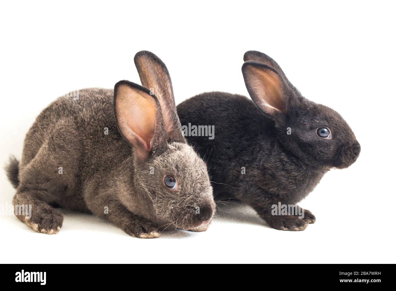 Two Cute Black and gray rex rabbits isolated on white background Stock ...