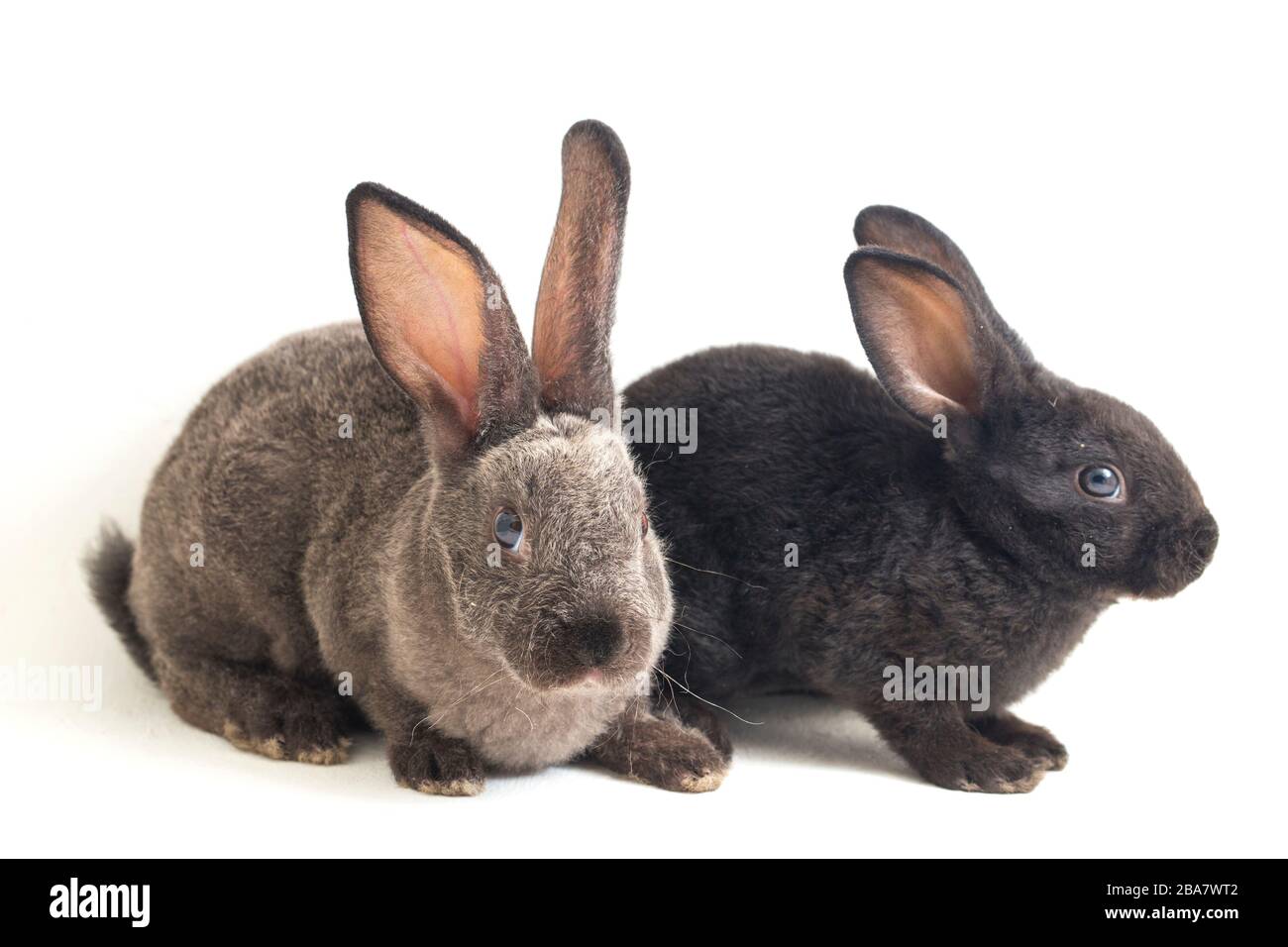 Two Cute Black and gray rex rabbits isolated on white background Stock ...