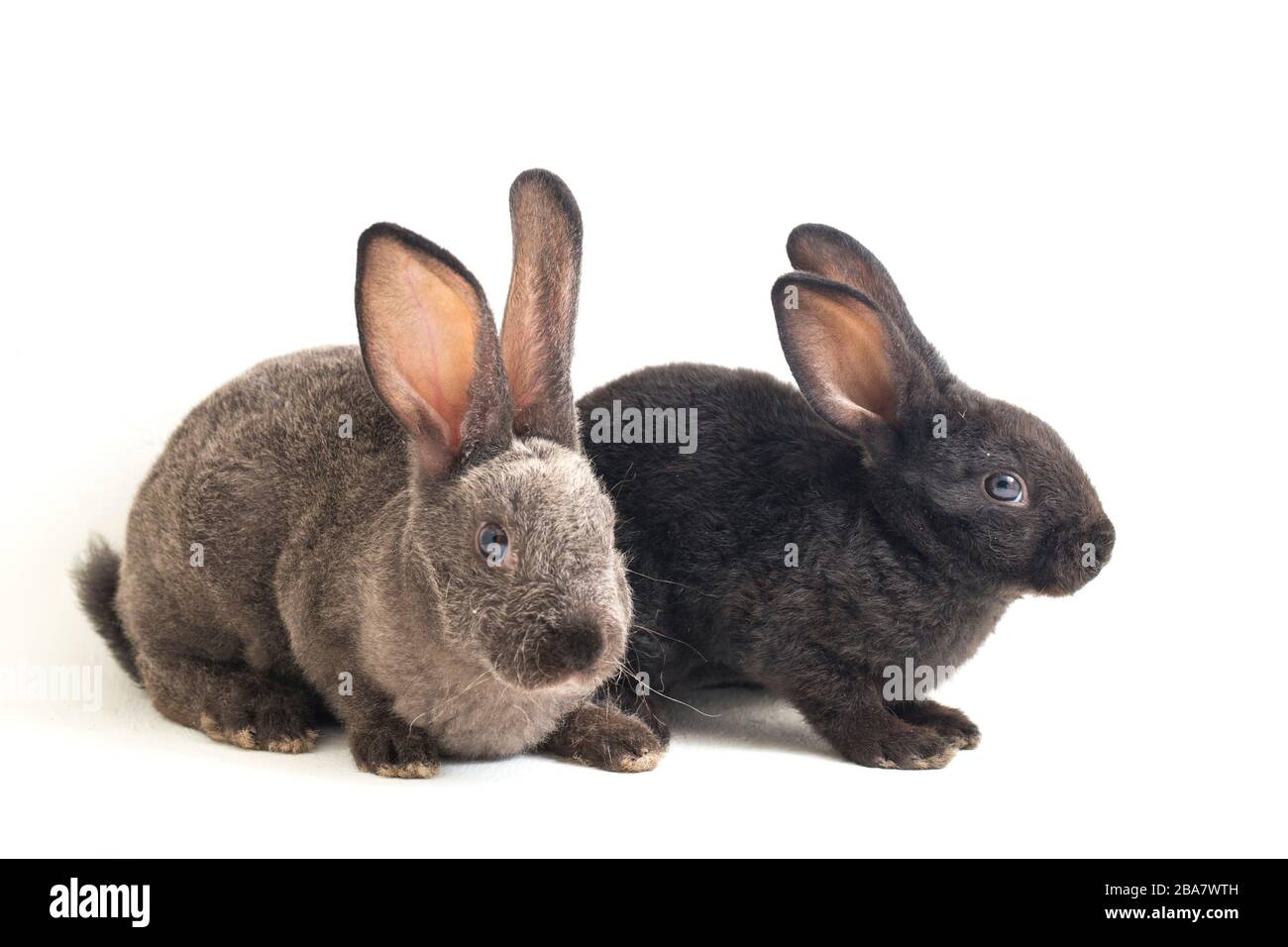 Two Cute Black and gray rex rabbits isolated on white background Stock ...