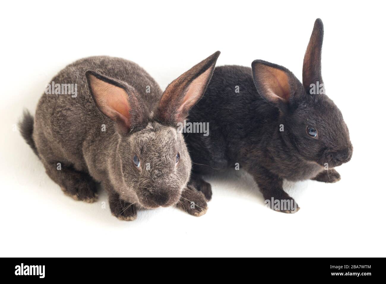 Two Cute Black and gray rex rabbits isolated on white background Stock ...