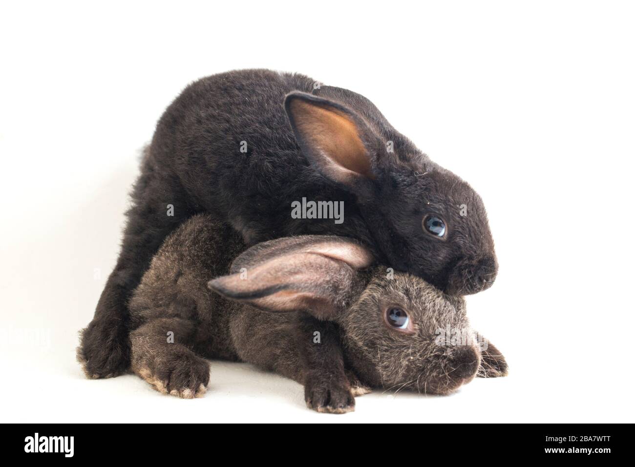 Two Cute Black and gray rex rabbits isolated on white background Stock ...