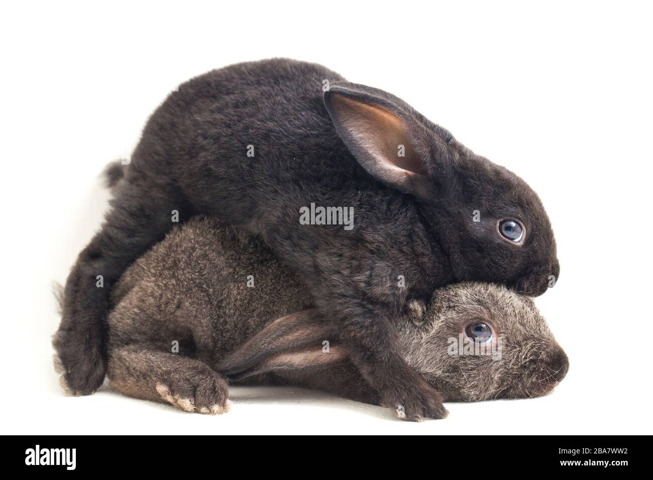 Two Cute Black and gray rex rabbits isolated on white background Stock ...