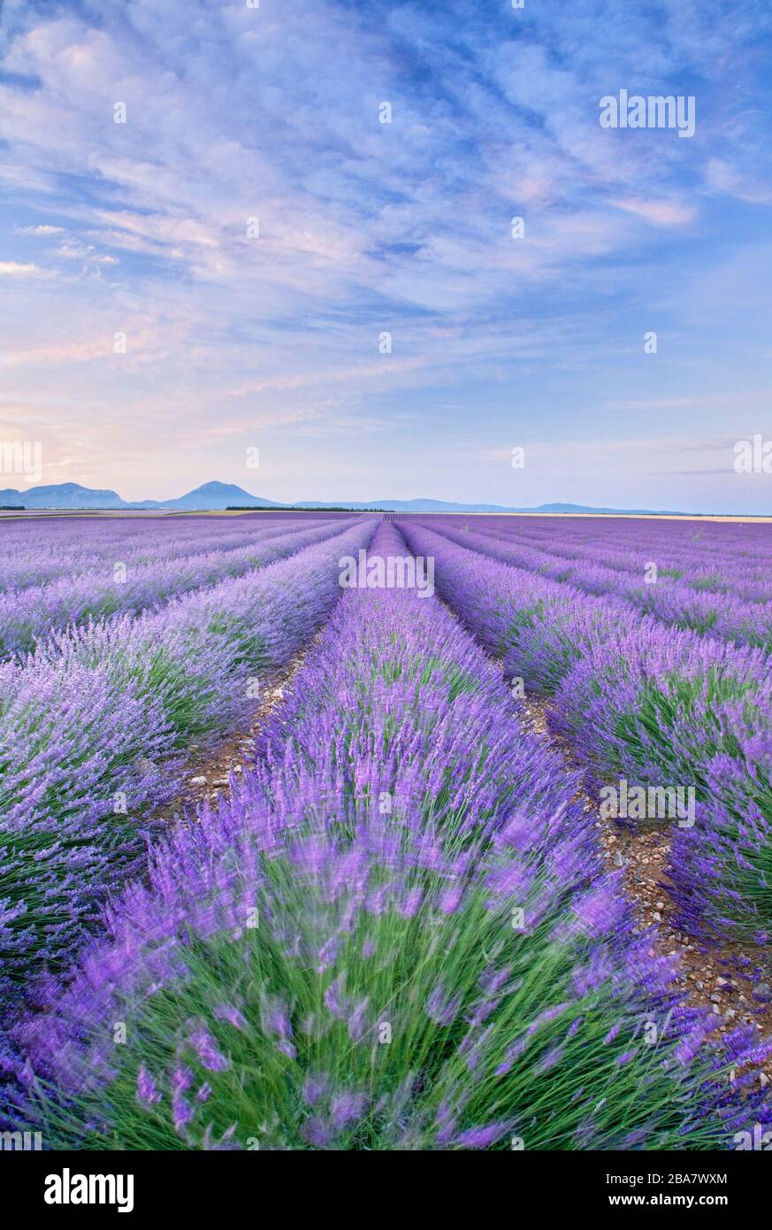 Valensole and provence hi-res stock photography and images - Alamy