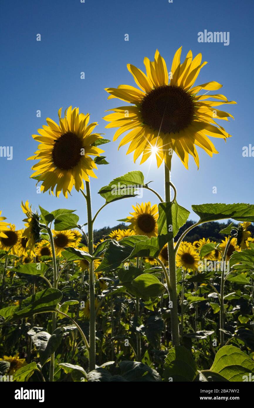 Pair of Sunflowers backlit in full sun, Plateau de Valensole, Provence ...