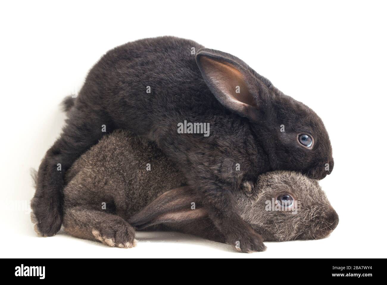 Two Cute Black and gray rex rabbits isolated on white background Stock ...