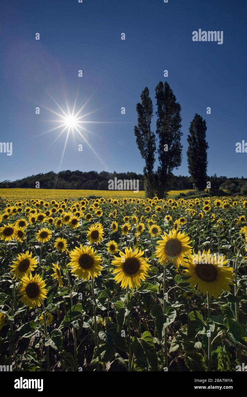 Field of sunflowers backlit in sunshine, Puimoisson, Plateau de ...
