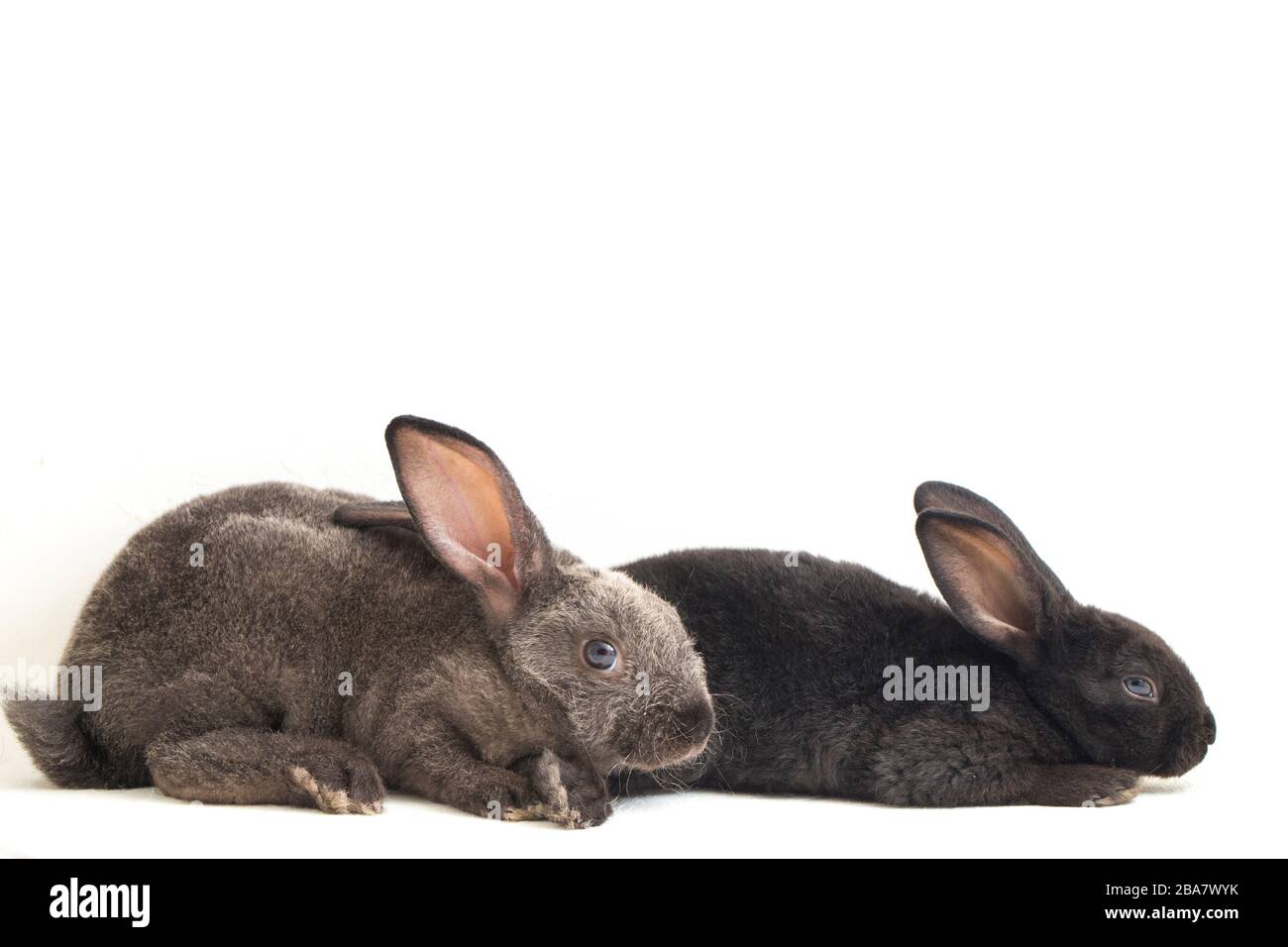 Two Cute Black and gray rex rabbits isolated on white background Stock ...