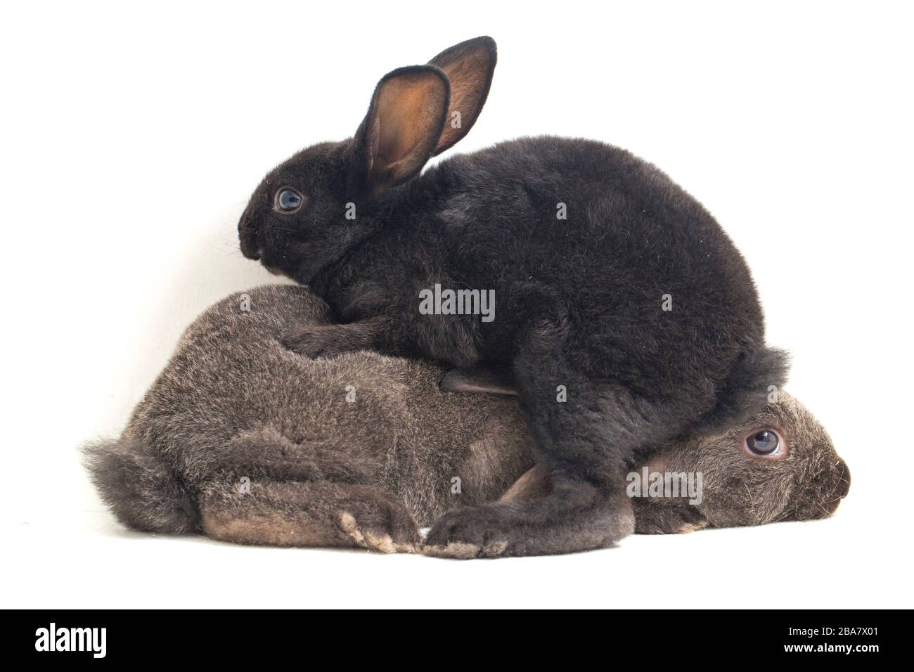 Two adorable black white rabbits hi-res stock photography and images ...