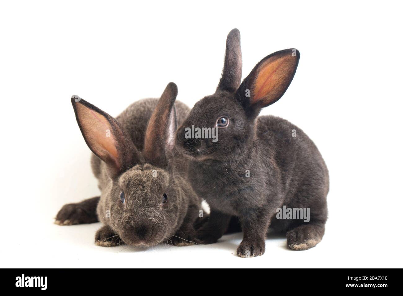 Two Cute Black and gray rex rabbits isolated on white background Stock ...
