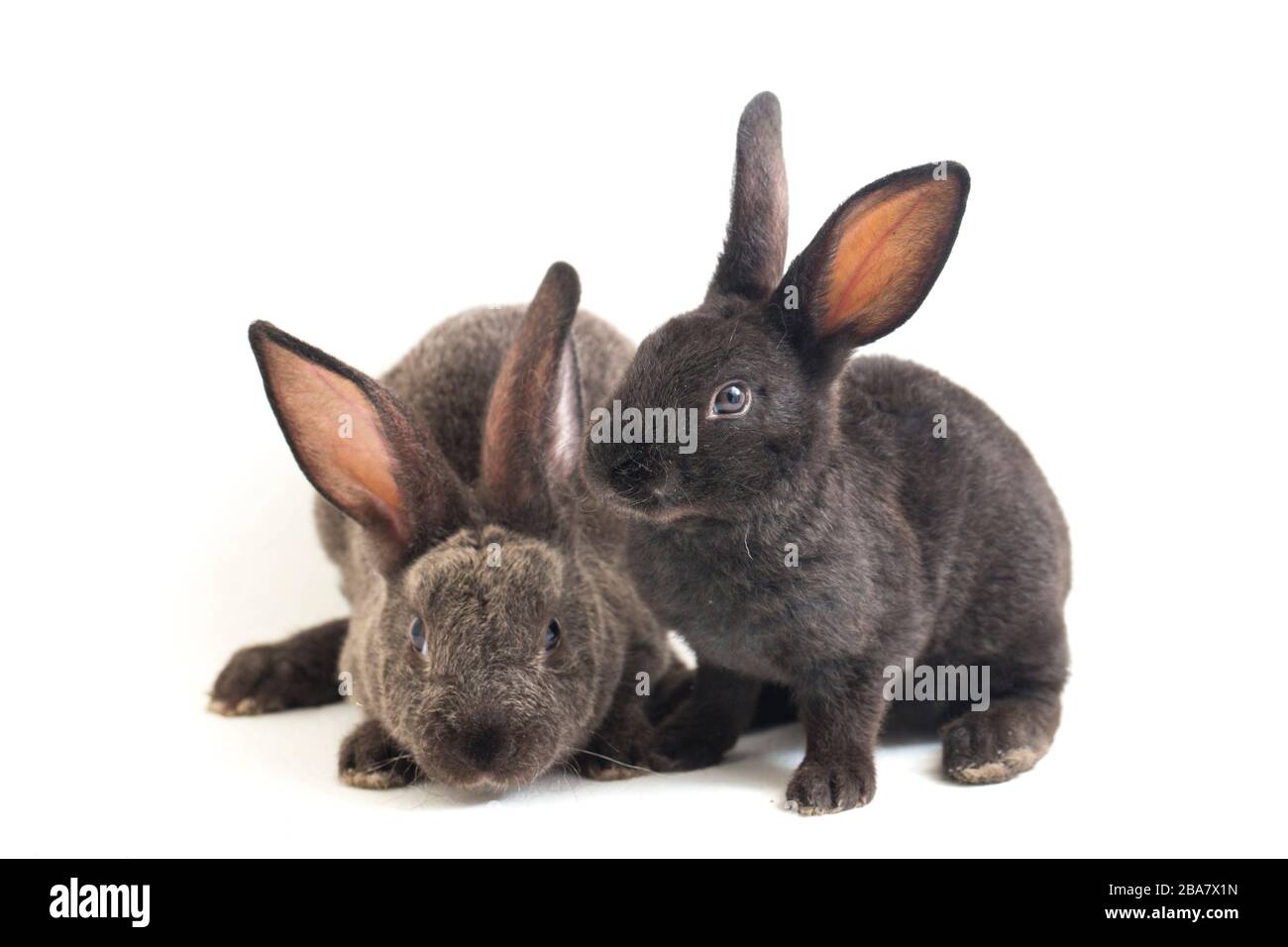 Two Cute Black and gray rex rabbits isolated on white background Stock ...