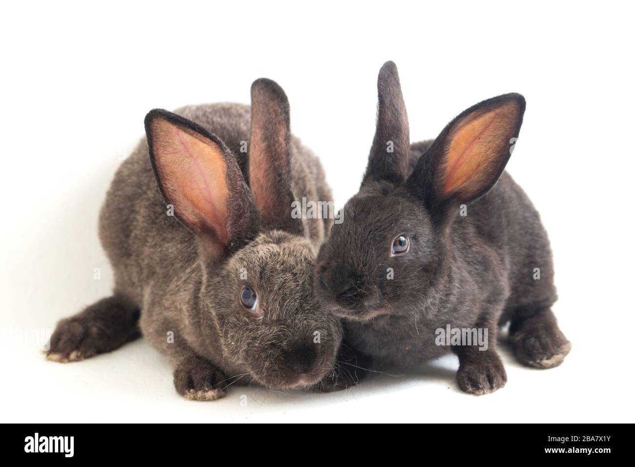 Two Cute Black and gray rex rabbits isolated on white background Stock ...