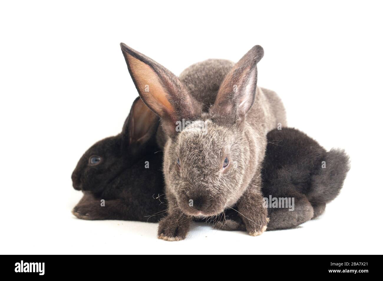 Two Cute Black and gray rex rabbits isolated on white background Stock ...
