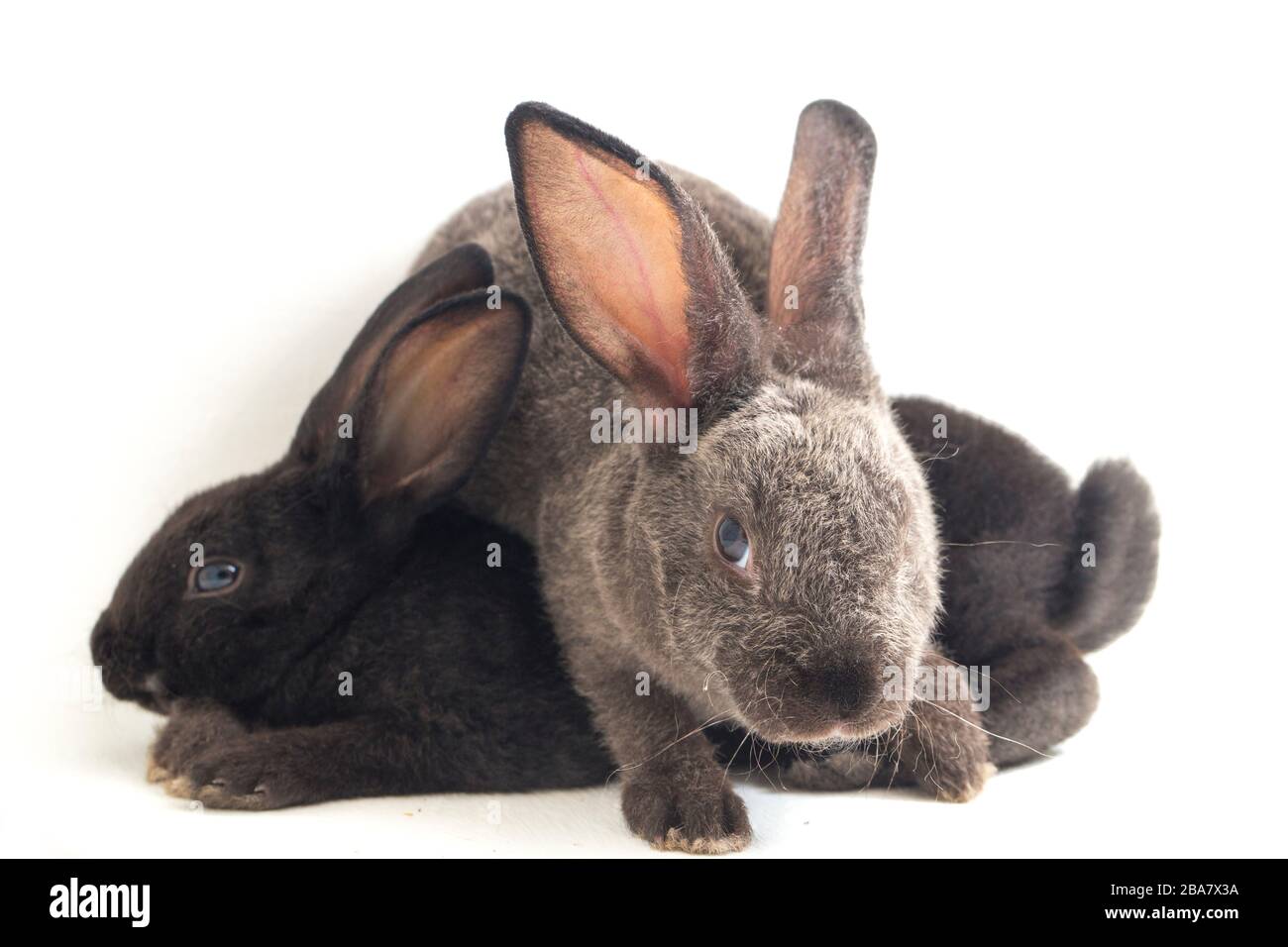 Two Cute Black and gray rex rabbits isolated on white background Stock ...