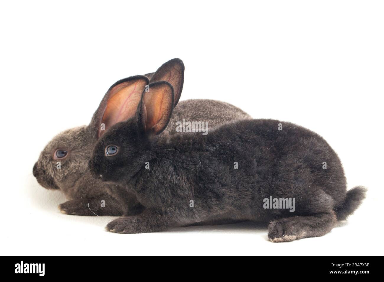 Two Cute Black and gray rex rabbits isolated on white background Stock ...