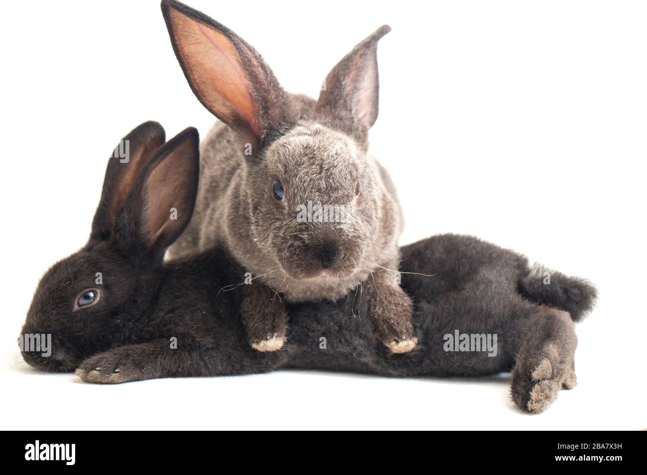 Two Cute Black and gray rex rabbits isolated on white background Stock ...